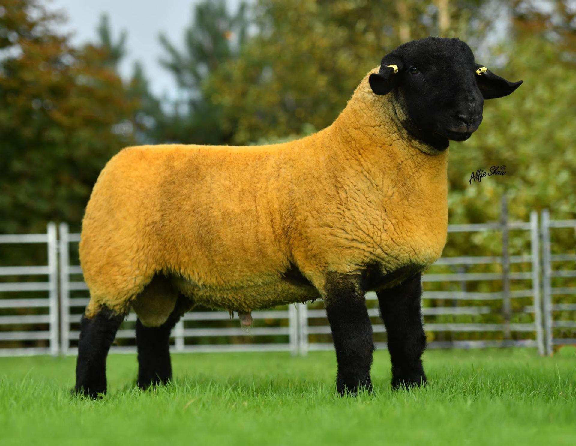 Suffolk Sheep Ram