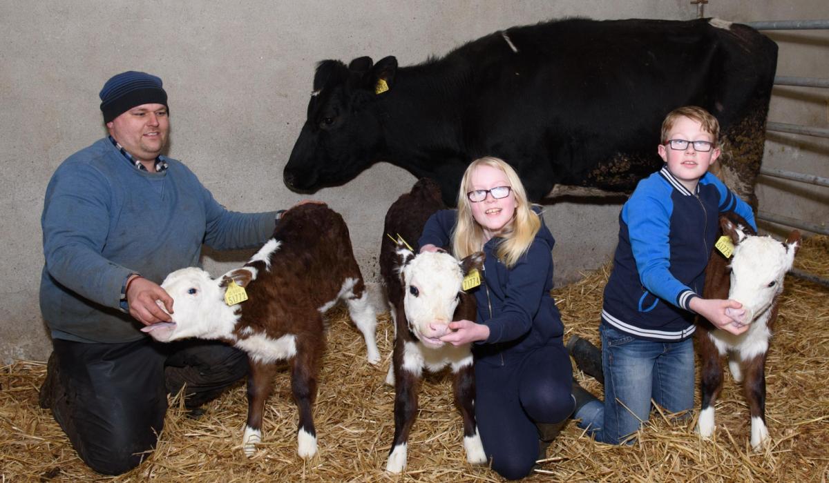 Cow gives birth to triplet calves on Donegal farm - Donegal Live