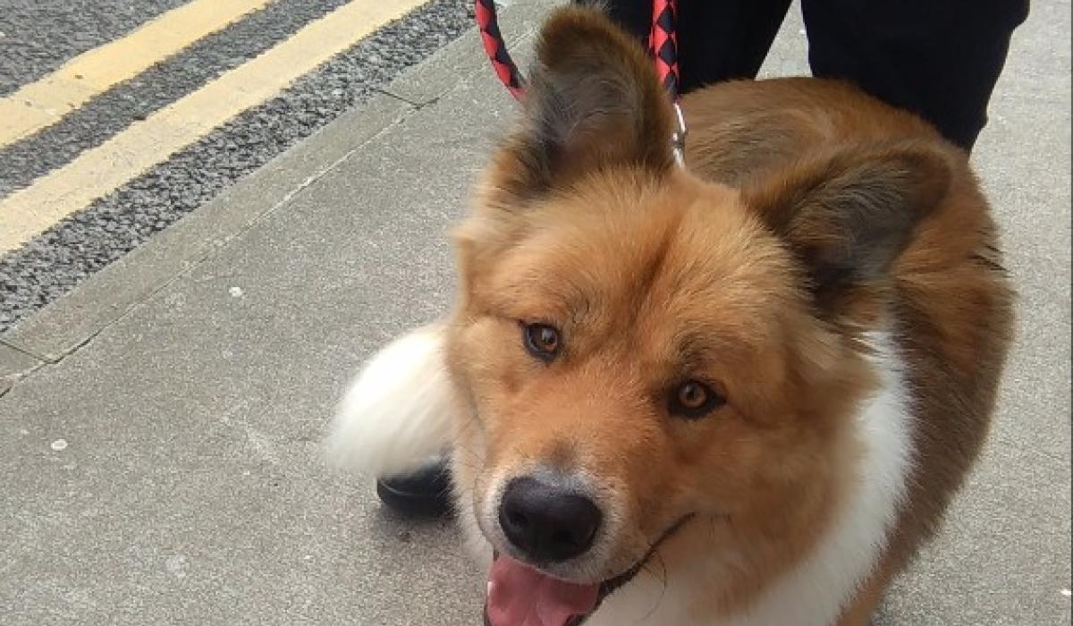Beautiful dog wandering in Donegal town's Diamond - Donegal Live