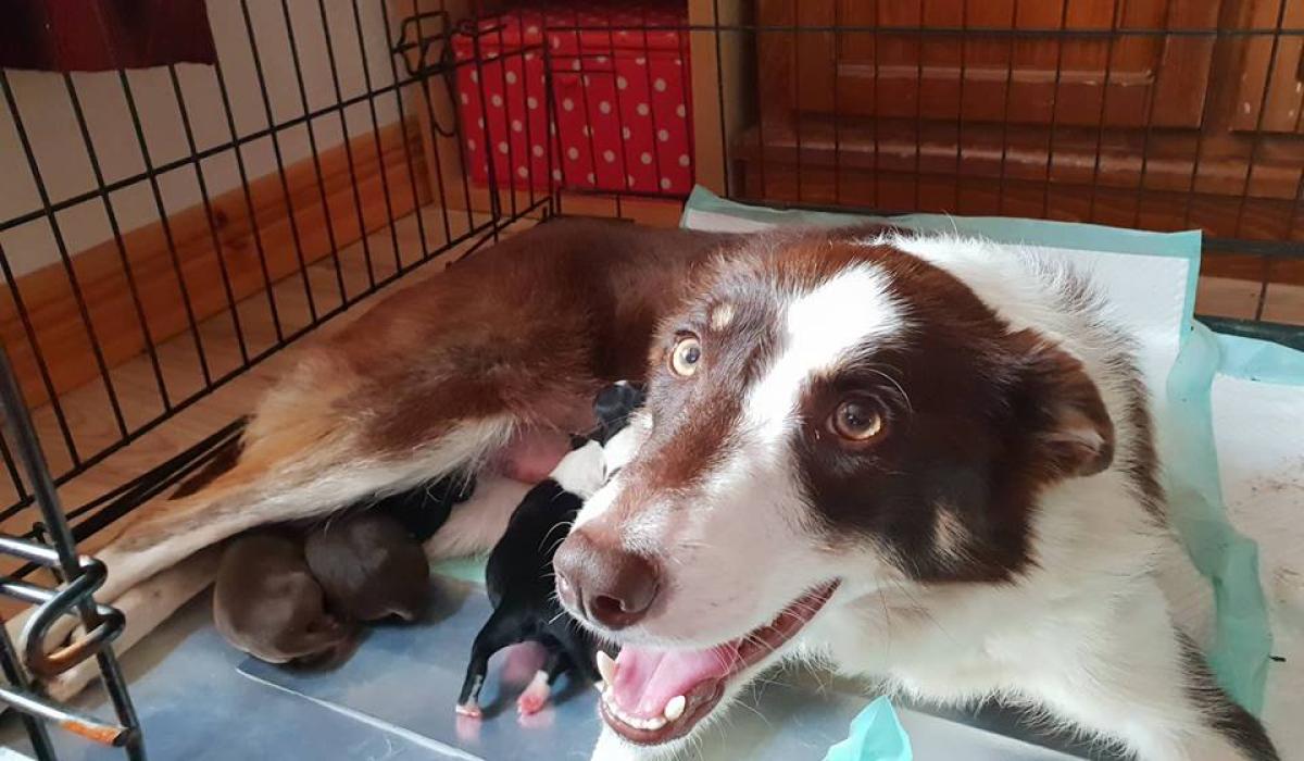 Donegal animal charity appeals for new fosterers - Donegal Live