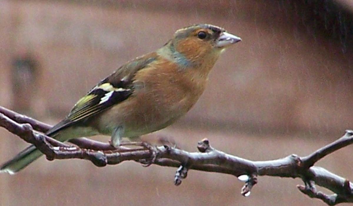 Donegal people called on to help garden birds survive the harsh winter ...