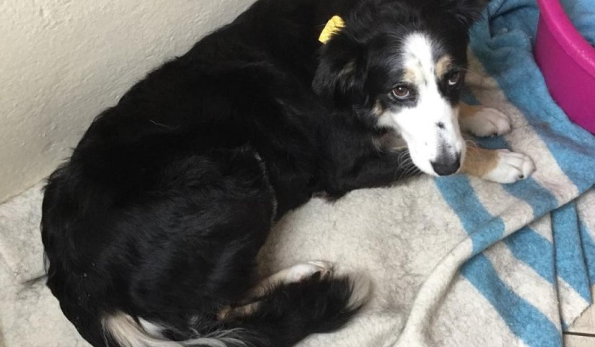 Animals In Need (AIN) will never put down a healthy animal - Donegal Live