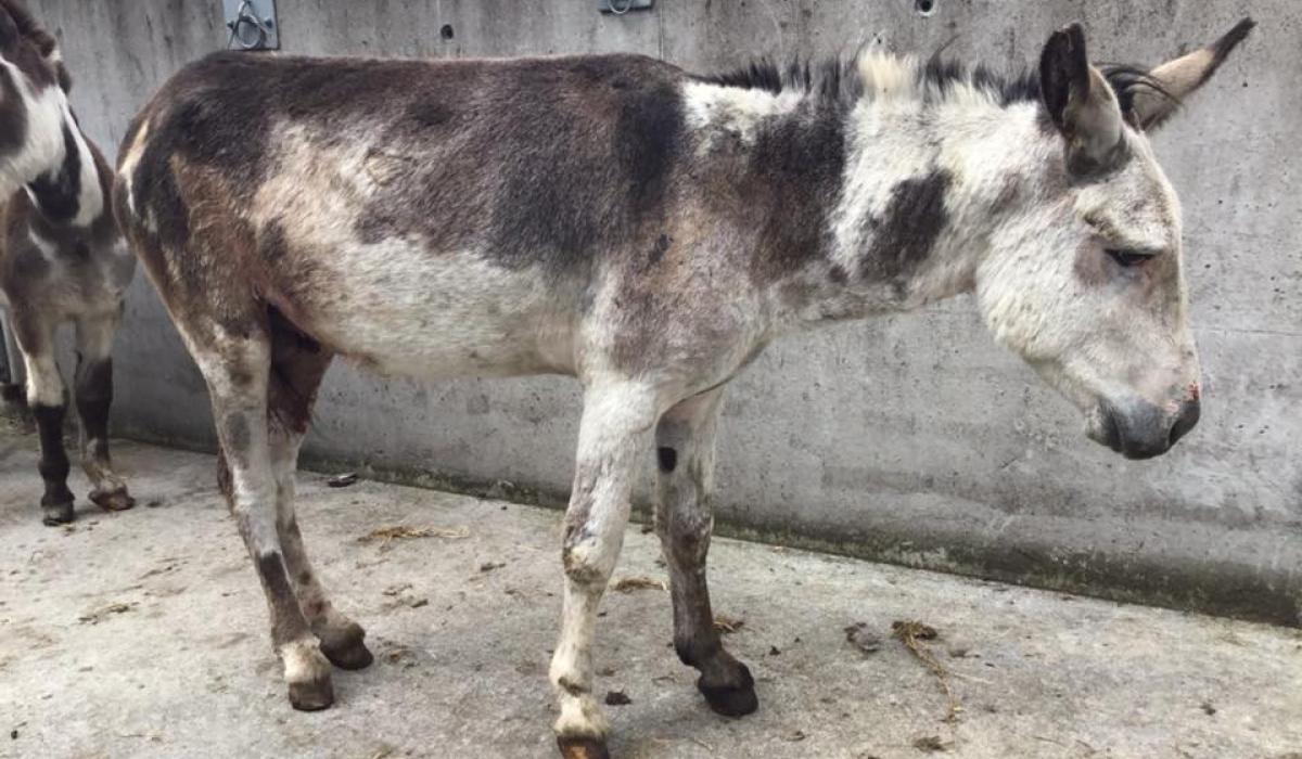 Donkey paralysed with fear and suffering puncture wounds now in care of ...