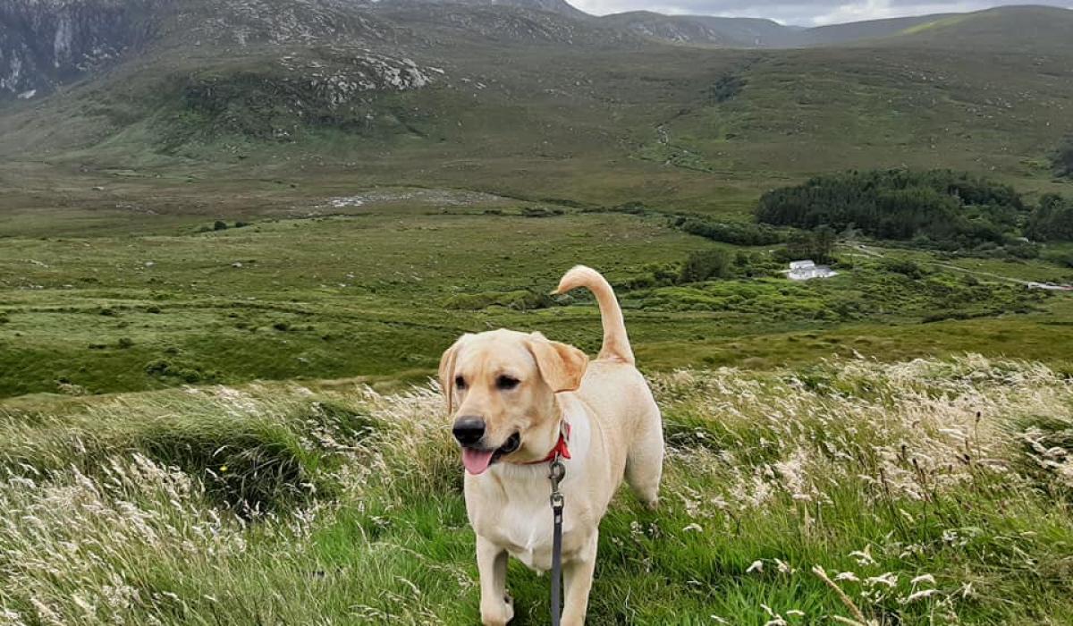 Details announced for first ever National 5km Dog Walk - Donegal Live