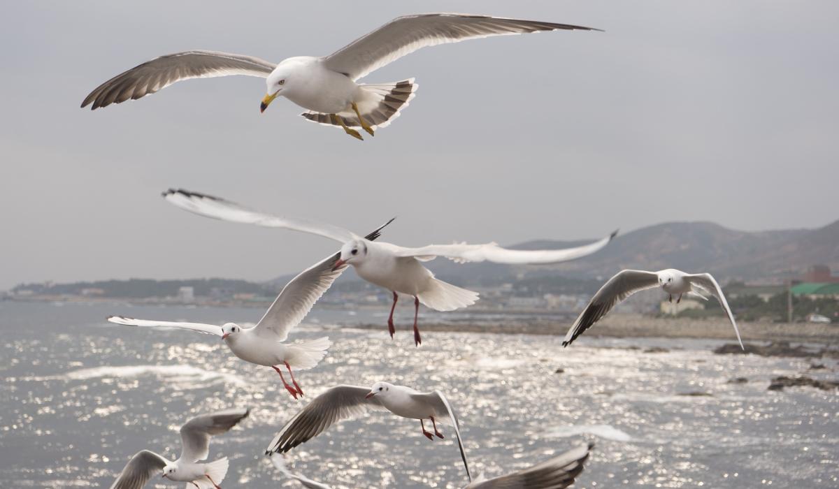 Two cases of bird flu detected in Donegal wild birds - Donegal Live