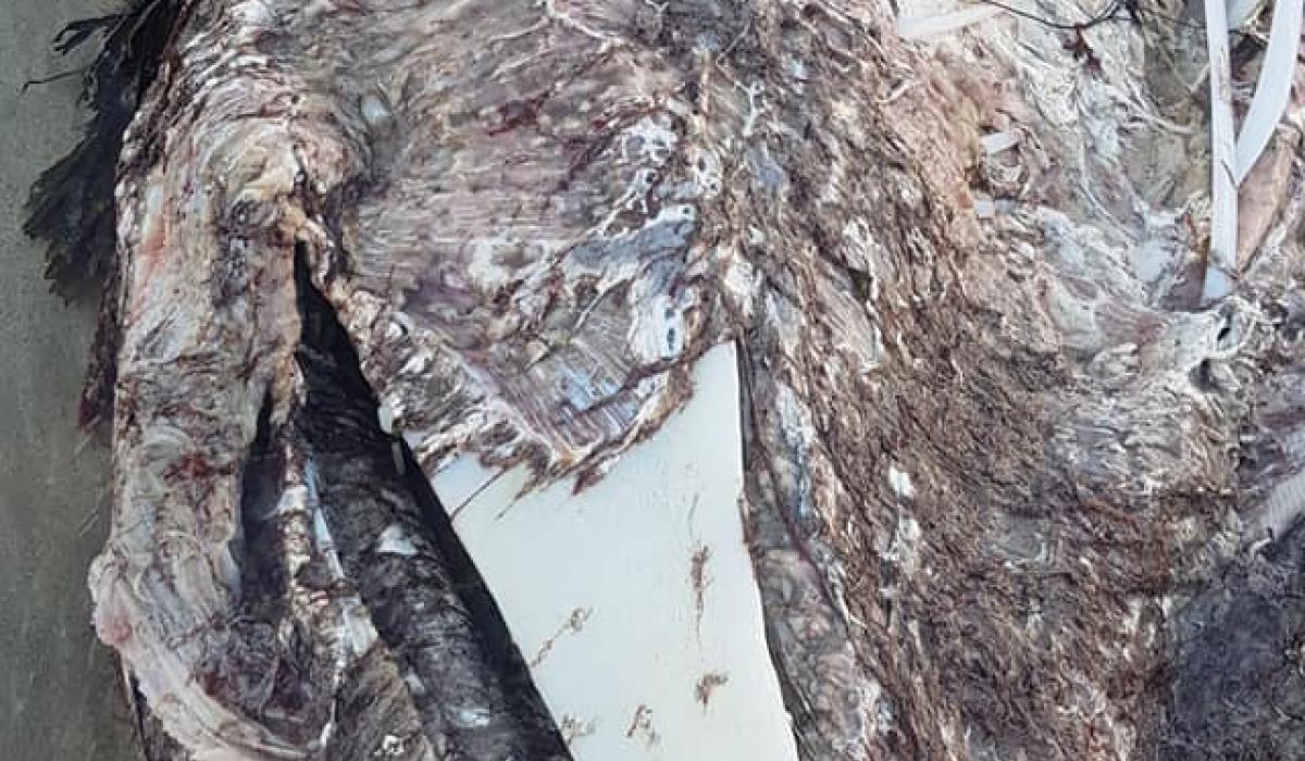 Dead basking shark found on Donegal beach - Donegal Live