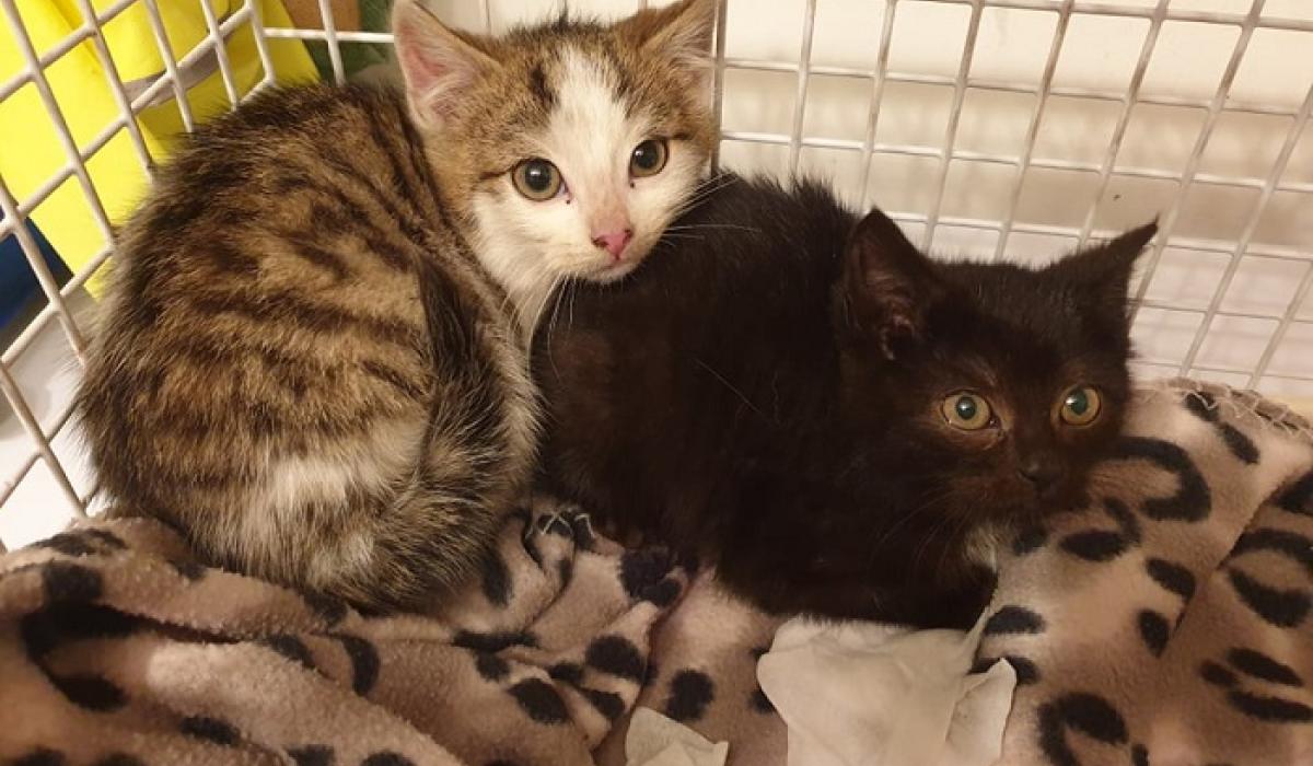 Animals in Need: Emergency Shelters Save Lives - Donegal Live