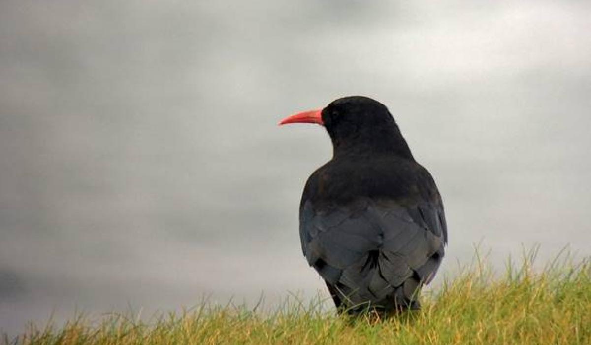 National chough survey to help with conservation of rare bird seen on ...