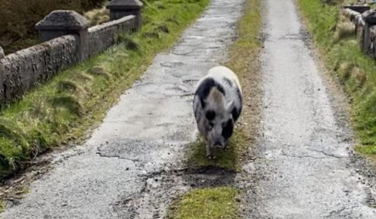 George the pig has over a thousand Facebook friends - Donegal Live