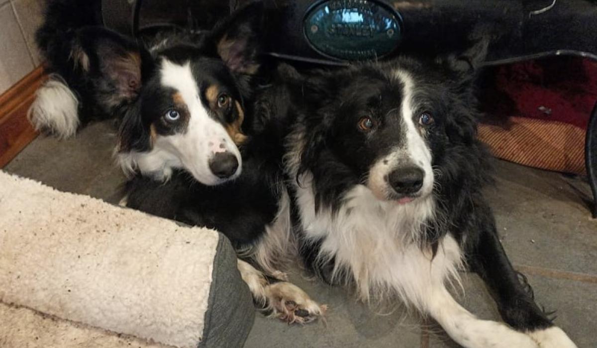 Donegal Animals in Need - Tips for settling in your new rescued pet ...