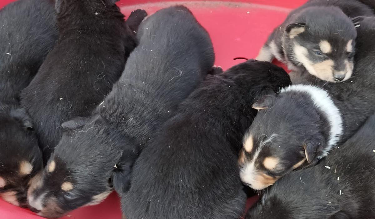 Considering the Commitments of Pet Ownership - Donegal Animals in Need ...