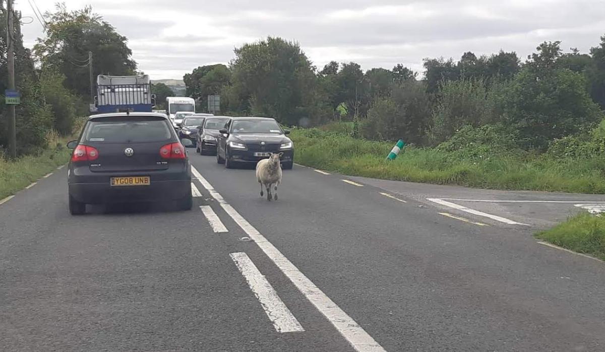 Sheep rules the road - ewe better believe it! - Donegal Live