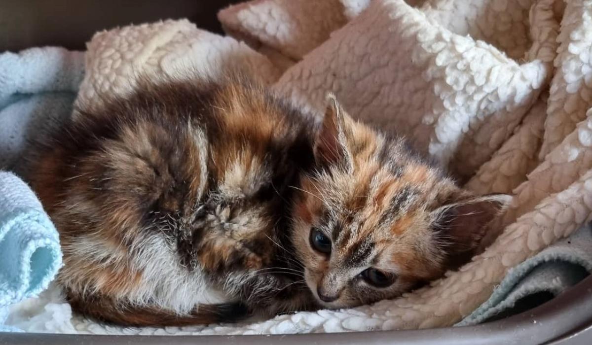 'Sick kittens being found all around Donegal' - Animals in Need sadness ...