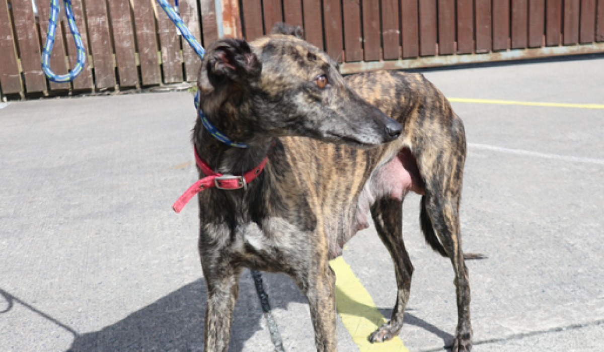 ISPCA seek help to find Roo - Donegal Live