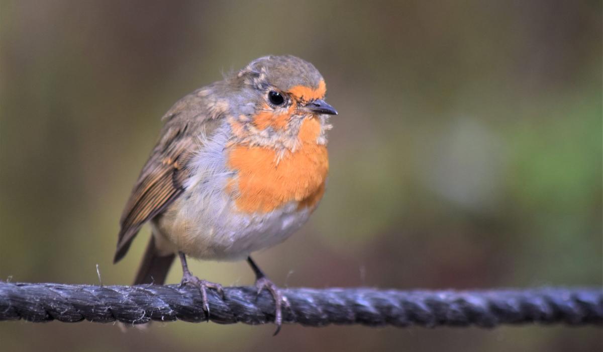How some of our most common birds came to have their names - Donegal Live