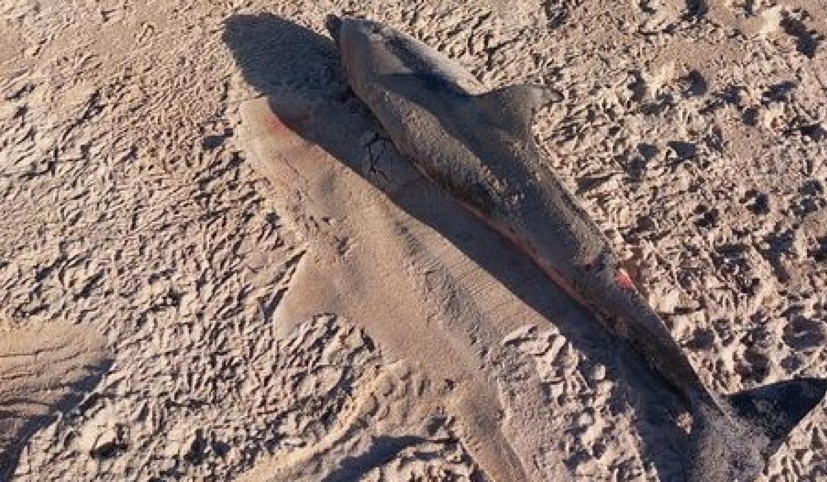 Body of young dolphin found washed up on Port Arthur beach - Donegal Live