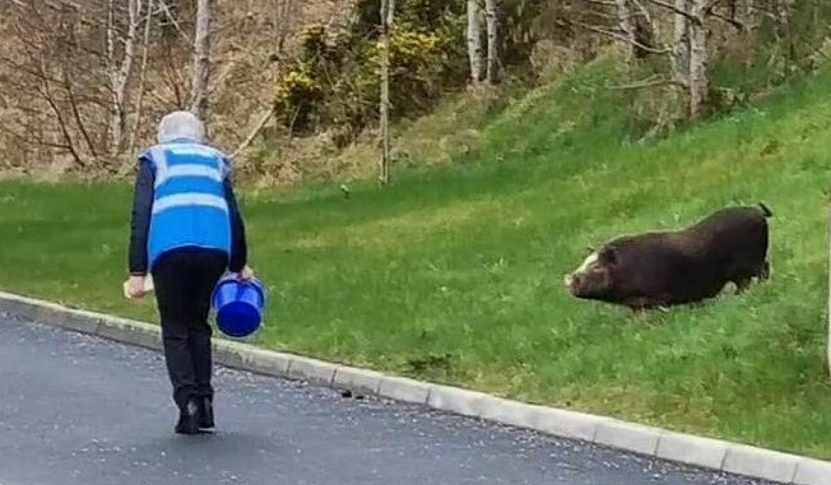 All Creatures Great and Small at Donegal Animals in Need - Donegal Live