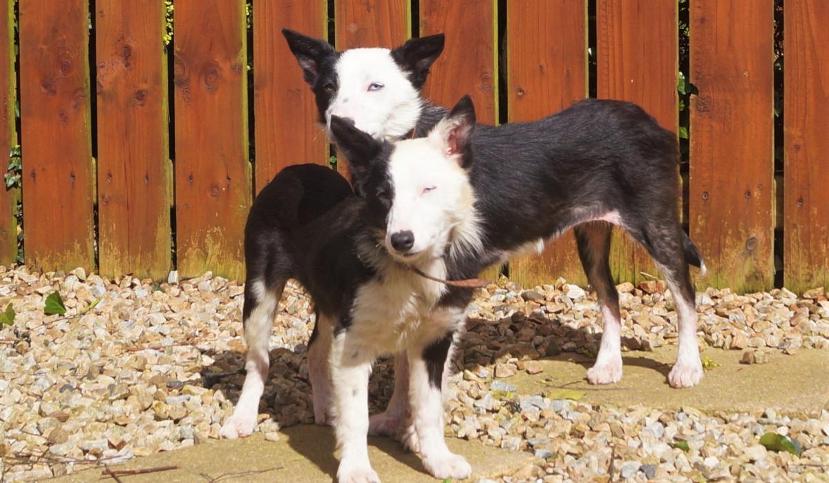 Donegal's roaming dogs continue to be an ongoing problem - Donegal Live