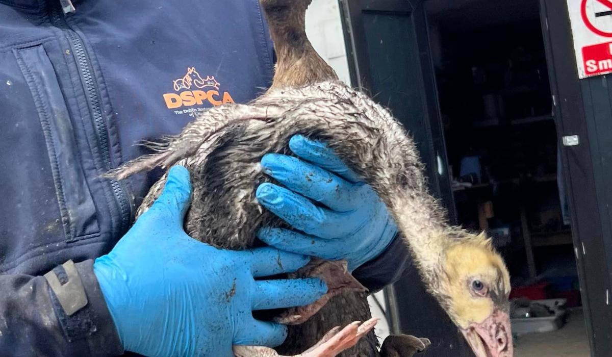 Animal rescue removes dozens of geese and ducks from suburban back ...