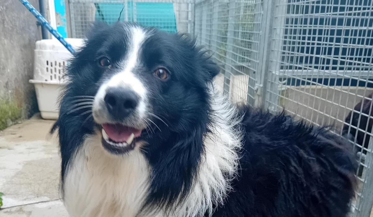 Appeal for homes for these six beautiful dogs in the Donegal pound ...