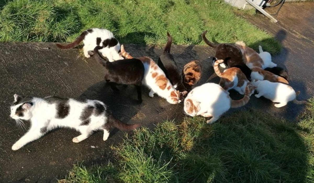 Busy Start to the Year for Animals in Need Volunteers - Donegal Live