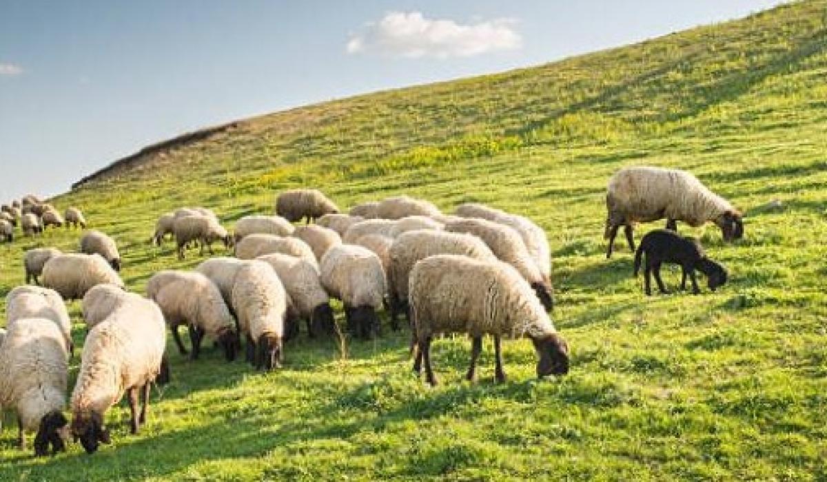 Six in-lamb sheep stolen in Downings - Donegal Live