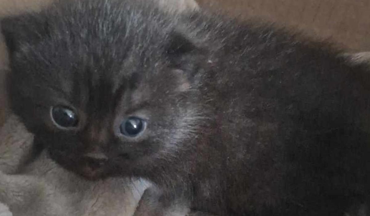 A good week in Donegal for adoptions at Animals in Need - Donegal Live