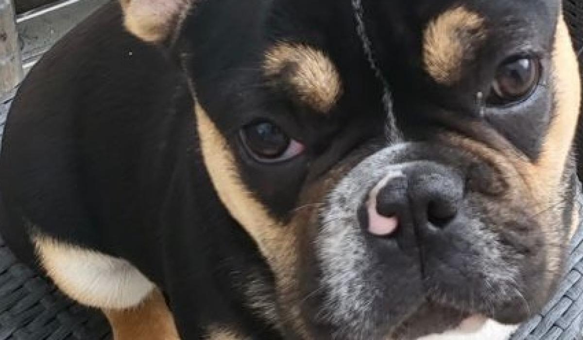 Donegal family offer €1,000 reward in bid to find 'much-loved family ...