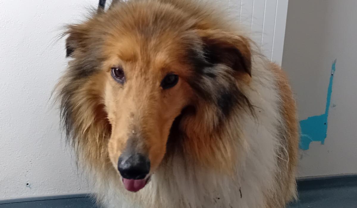 Lost dog - this gorgeous rough collie is in the care of Donegal Dog ...