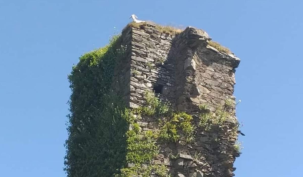 UPDATE: Multi-agency effort sees injured goat rescued from Greencastle ...