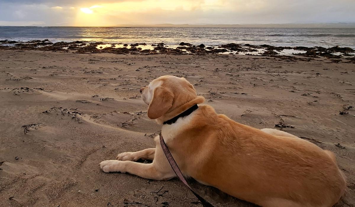 Column: Pausing to appreciate our beloved canine companions for World ...