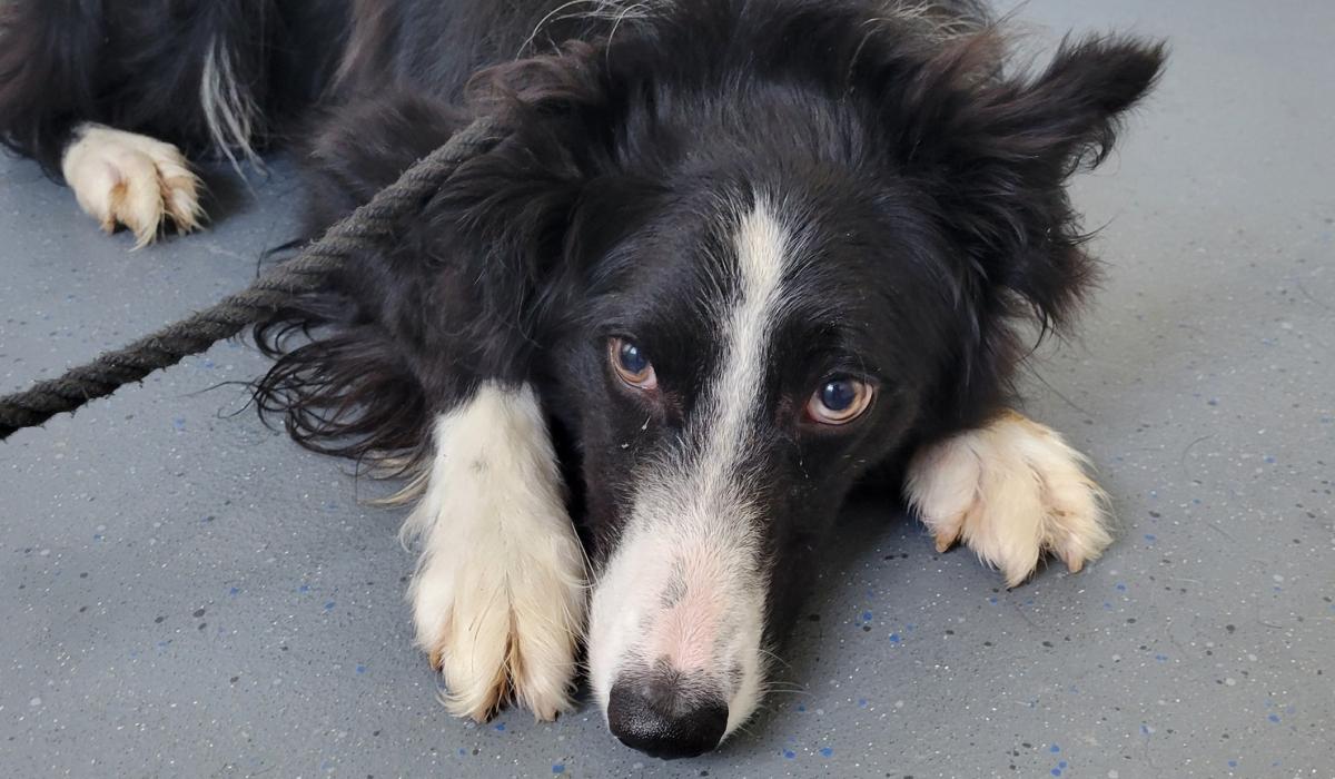 These adorable lost dogs are looking for new homes in Donegal - Donegal ...