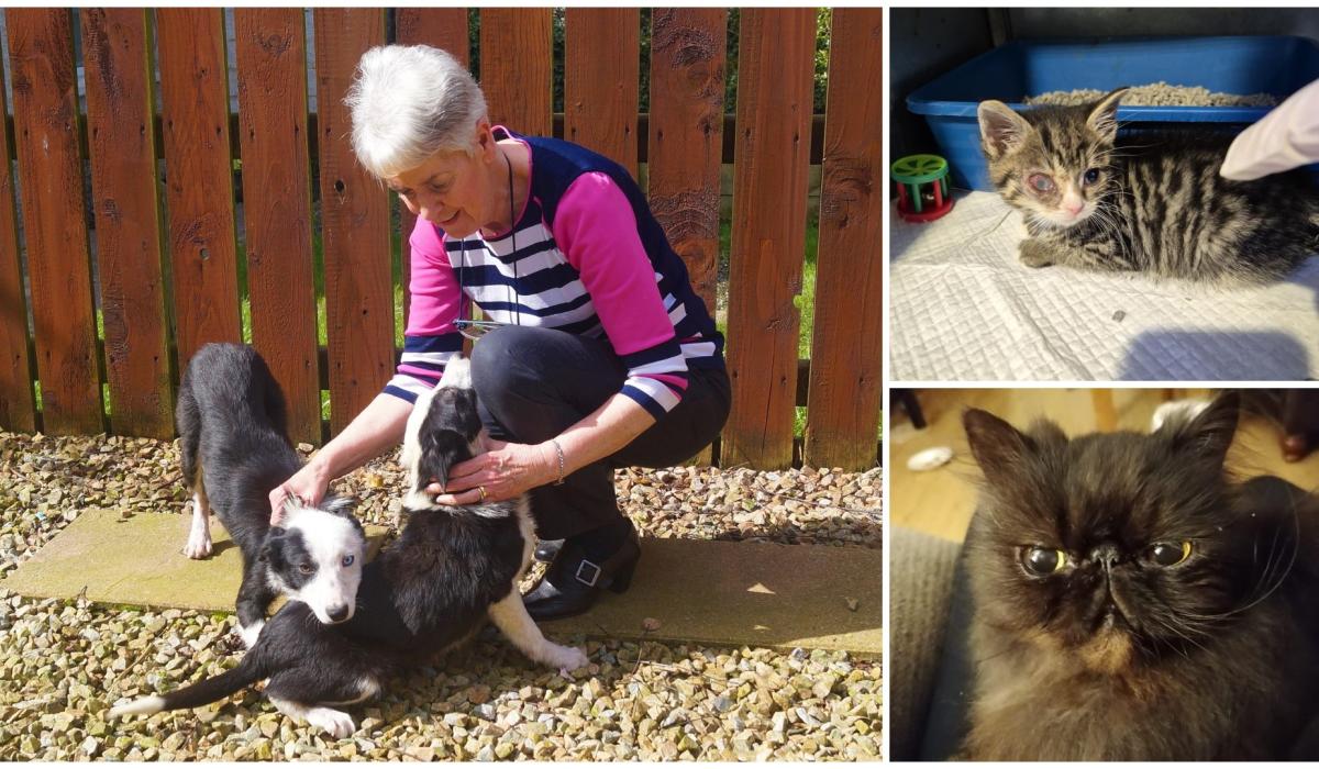 'It is devastating to lose an animal to something that is easily ...