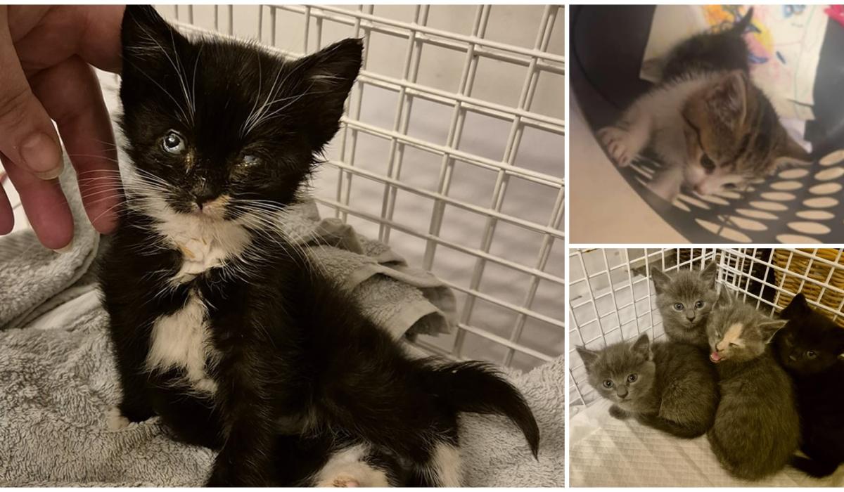 Animals in Need: How to keep your pets safe at 'scariest time of the ...