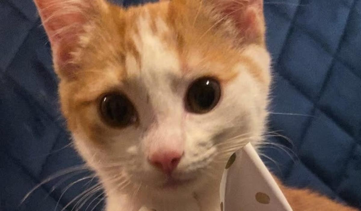 Letterkenny family seek assistance to help find missing cat - Donegal Live