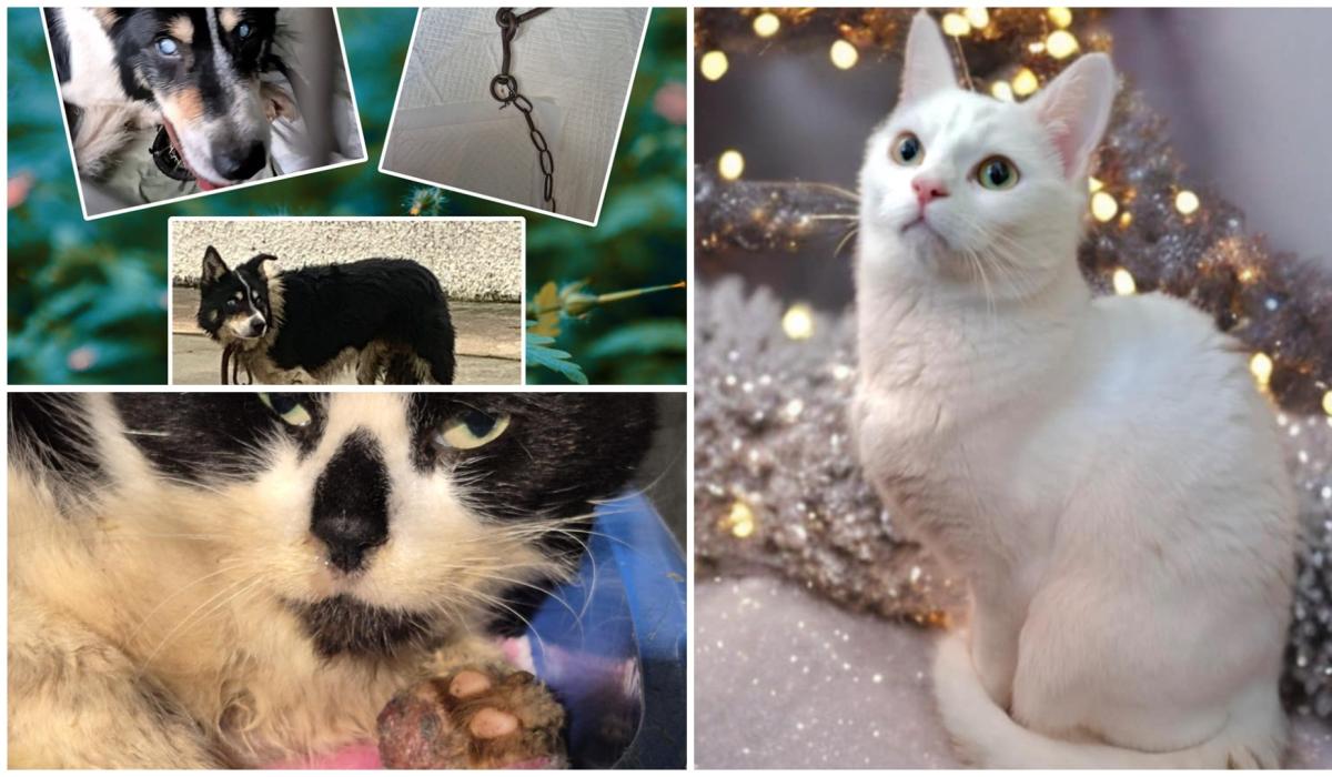 Animals In Need News: Free pet neutering, and happy ending for missing ...