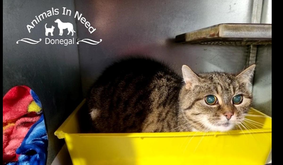 Special Donegal home sought for Cheeky the blind Cat - Animals in Need ...