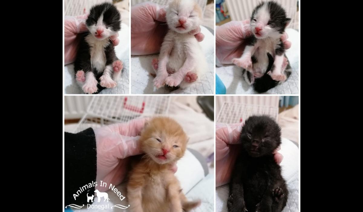 Donegal Animals in Need Column: Kittens being nursed after mother ...