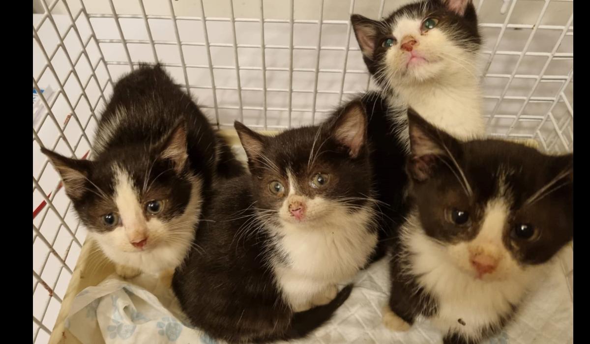 Little kittens dumped in Donegal forests in two separate incidents ...