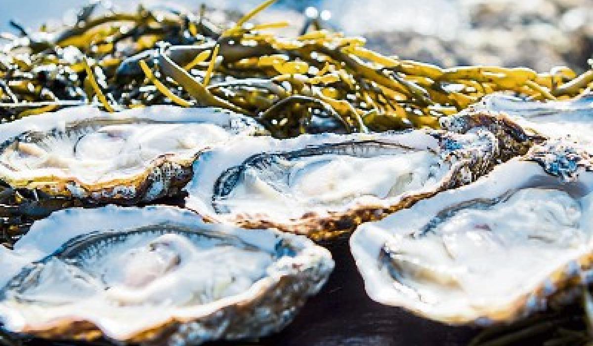Local people concerned about sites for proposed oyster farms - Donegal Live