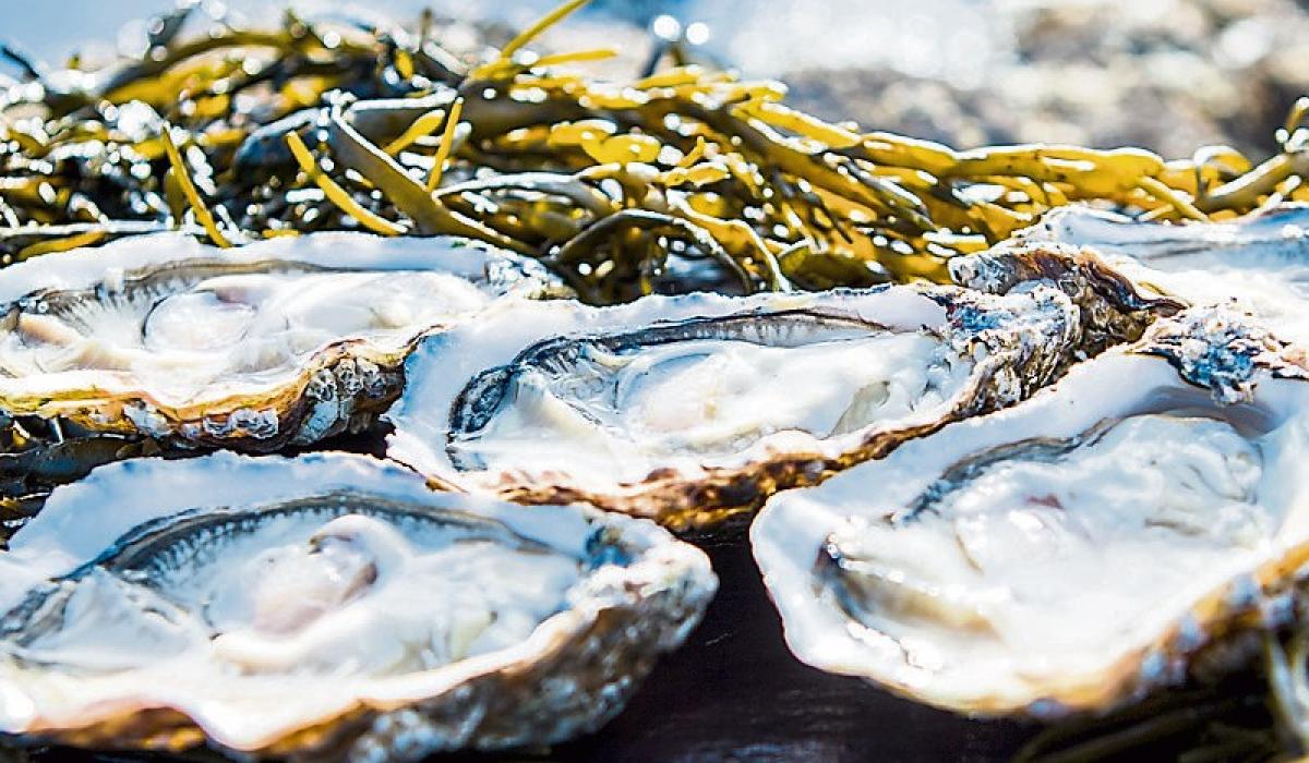 Lines of investigation are open following the theft of shellfish from ...