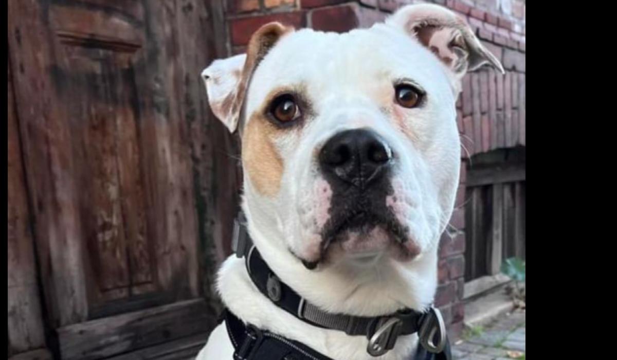 ‘Pandemic Pups’ are overwhelming animal rescues warns Donegal Animals ...