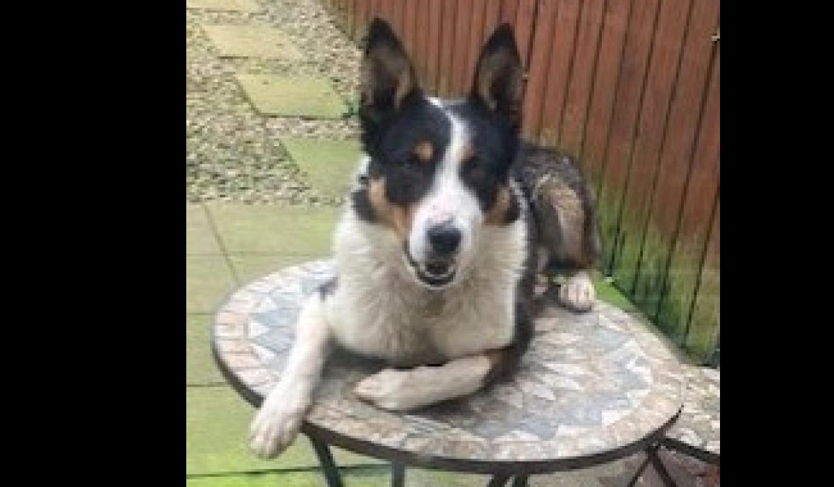 Stray Dogs and the law guidance from Donegal Animals in Need - Donegal Live