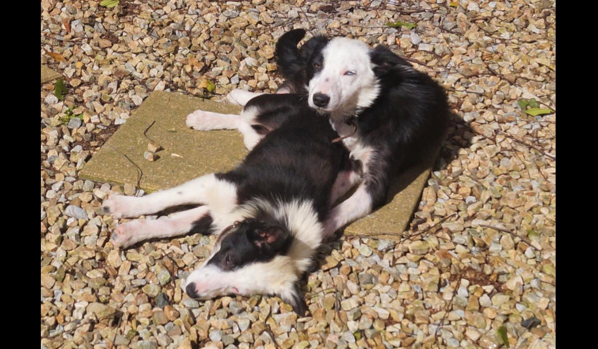 Terrified Collie Pups settling in at Donegal Animals in Need - Donegal Live