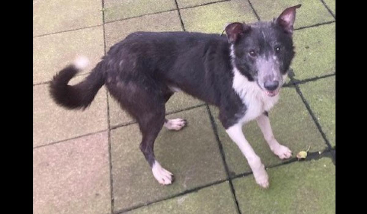 'Worst year ever for unwanted dogs' in Animals in Need's 17 year ...