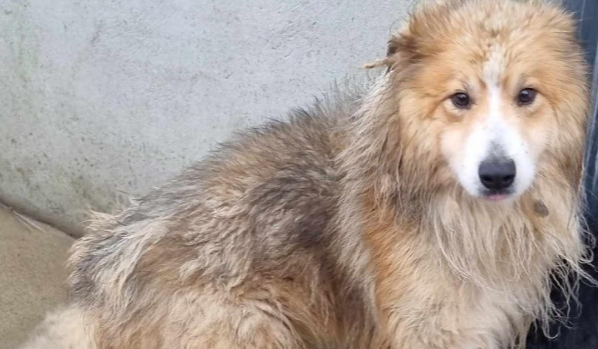 More than 650 Donegal Animals Rescued by AIN in 2023 - Donegal Live