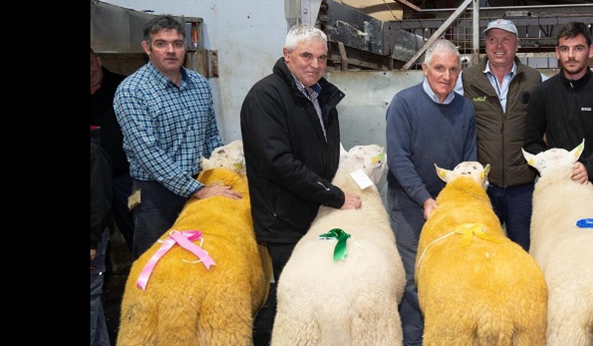 Gallery Special: Donegal Cheviot Show and Sale winners from Ballybofey ...