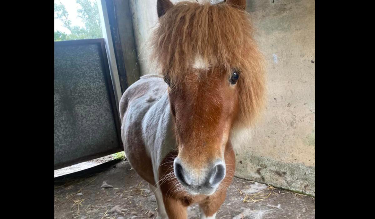 NATIONAL: Have you seen Barney? Heartbroken family appeal for help ...
