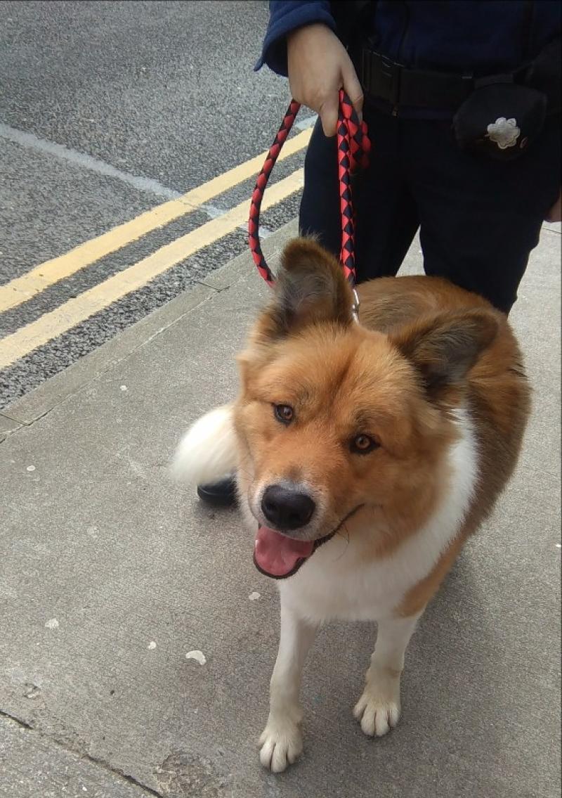 Beautiful dog wandering in Donegal town's Diamond - Donegal Live