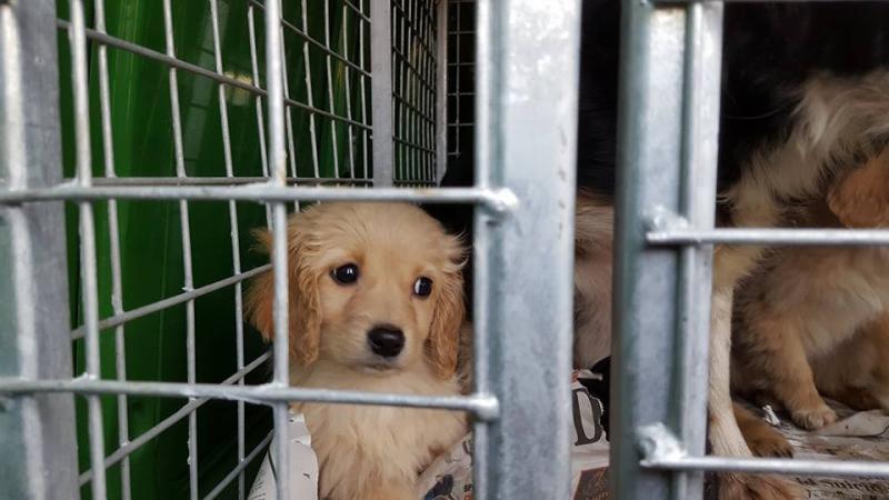 Donegal's 'Animals in Need' rescue group seeks new van to continue work ...